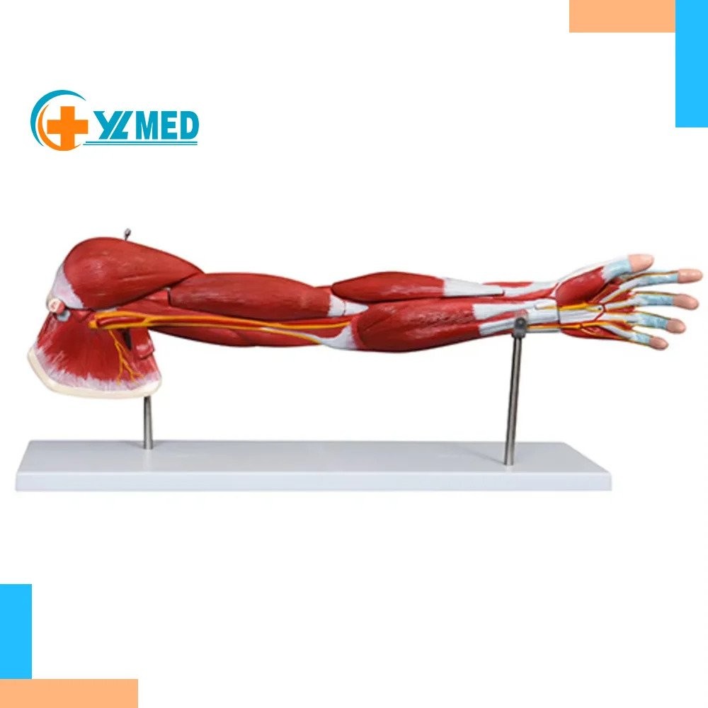Anatomical model of human upper arm muscle structure: motor nervous ...