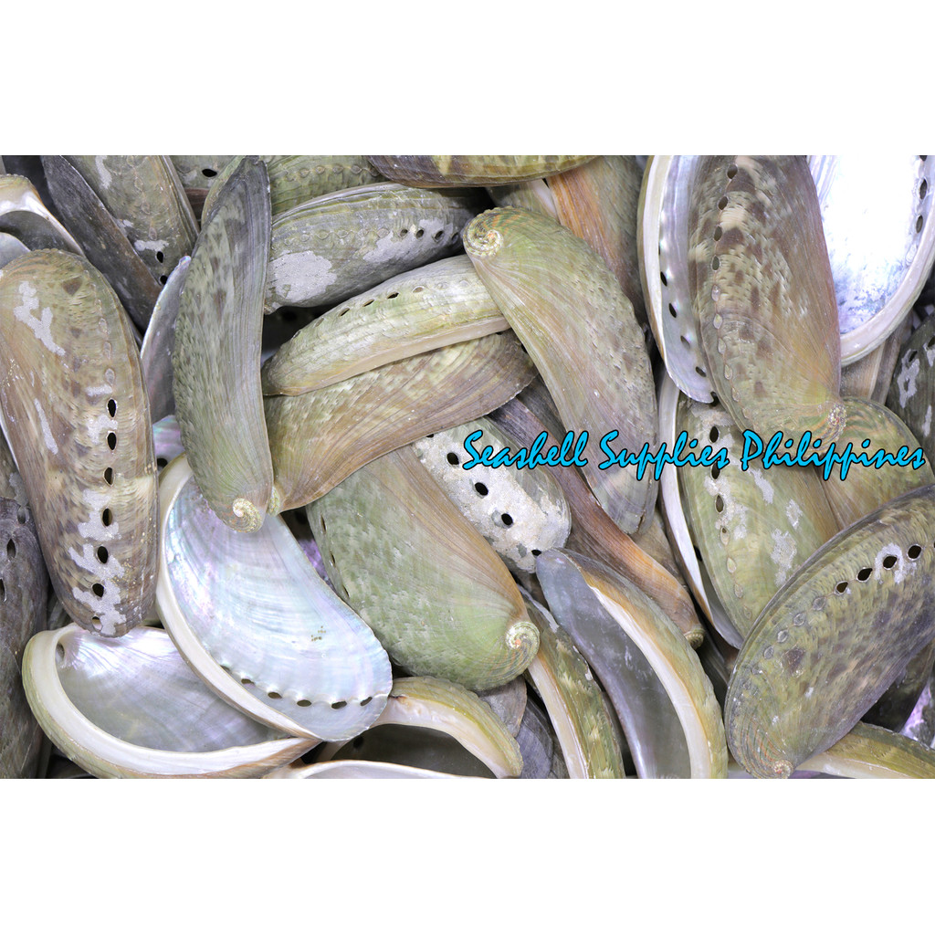 250 Grams Abalone Long Sea Shells for Resin Fillers, Arts & Crafts Use ...
