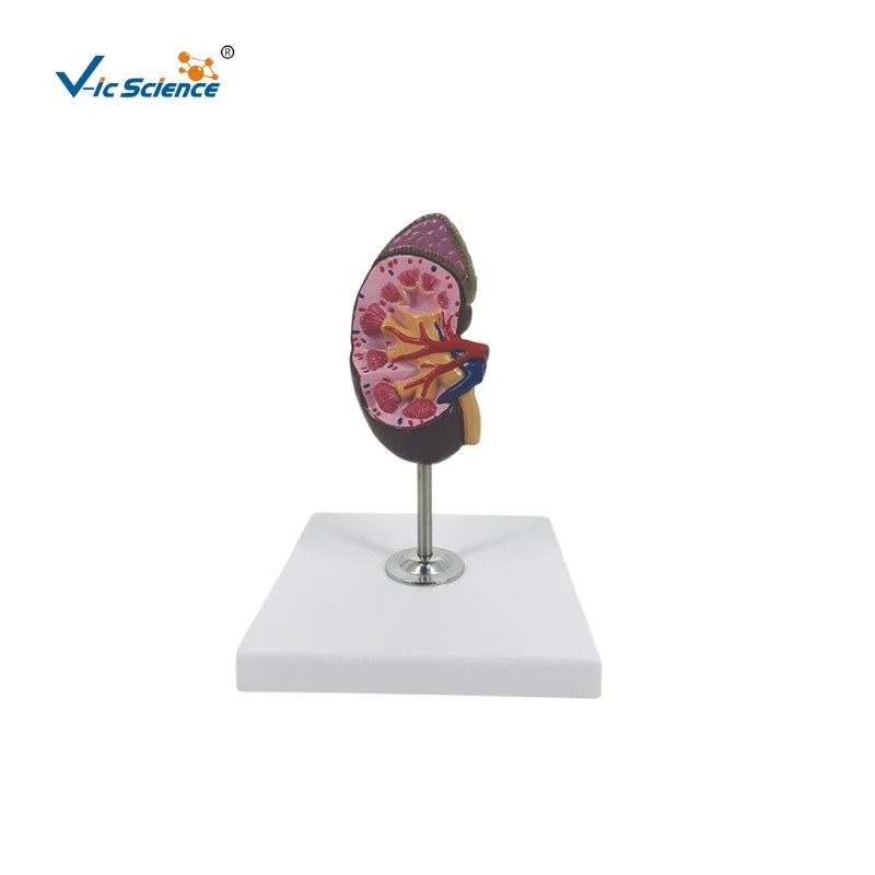 PVC Life Size Kidney Model for Medical School and Hospitals Urinary ...