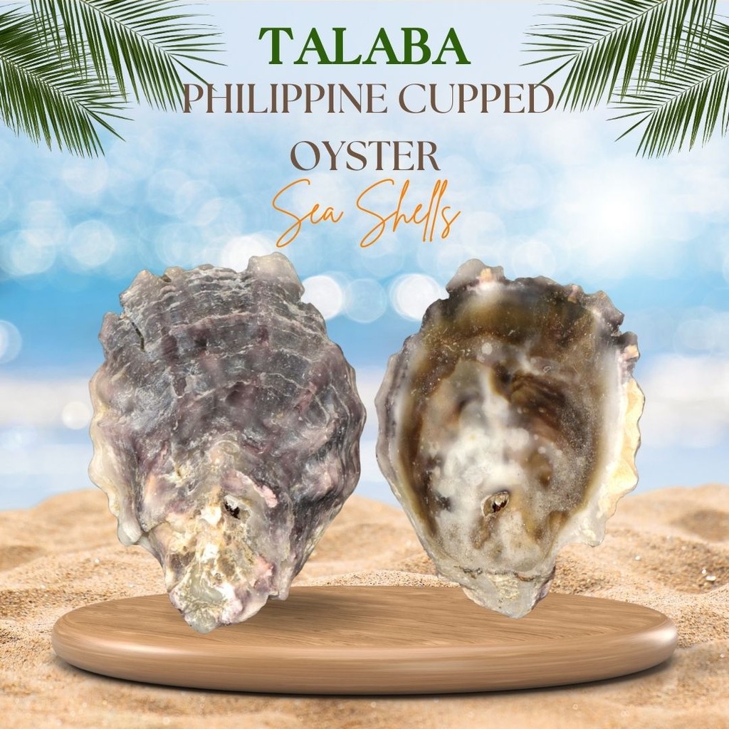 1 Kilo | Talaba | Philippine Cupped Oyster Seashells | Shopee Philippines