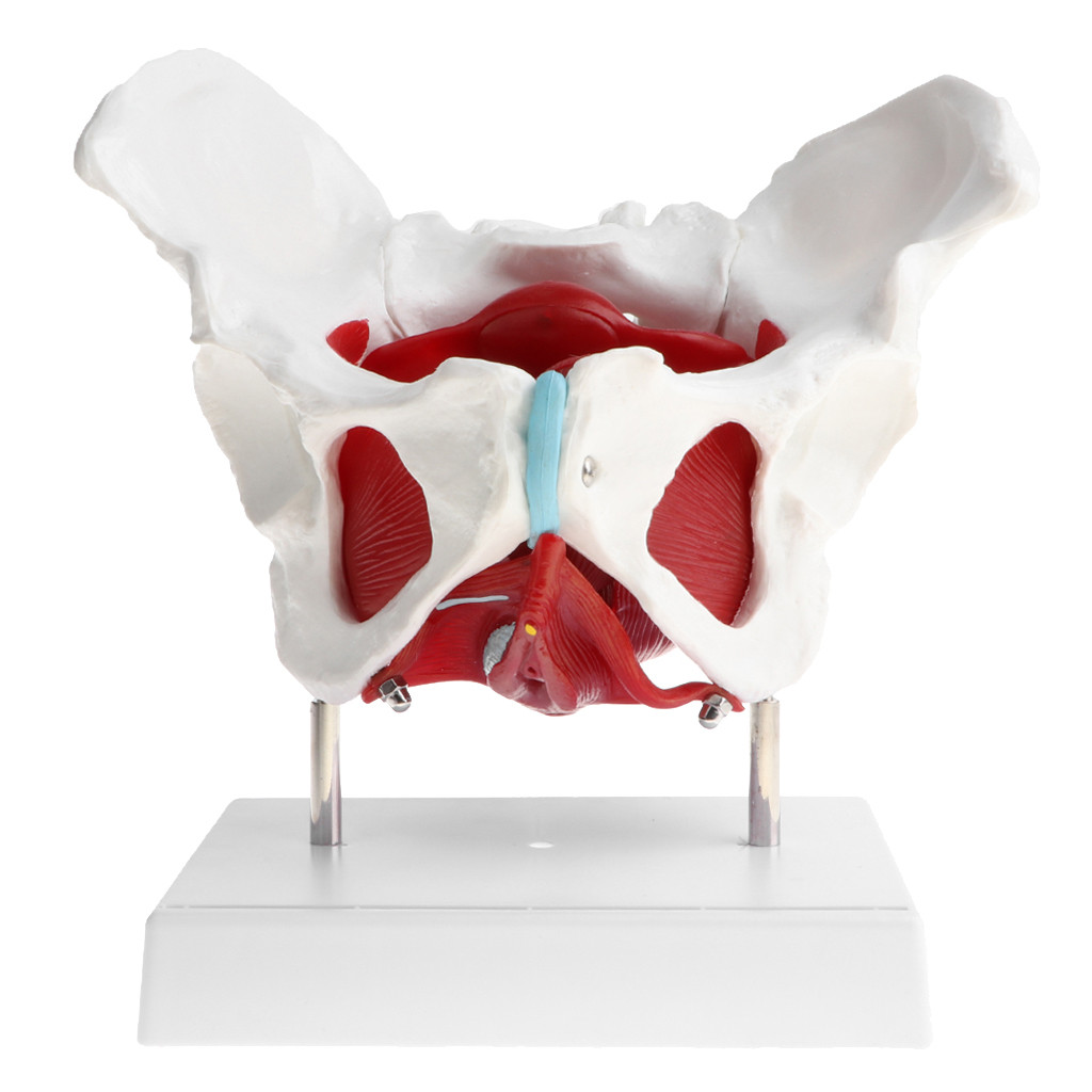 ☭1:1 Anatomical Female Pelvis Sacrum Pubis Model Pathological Changes ...
