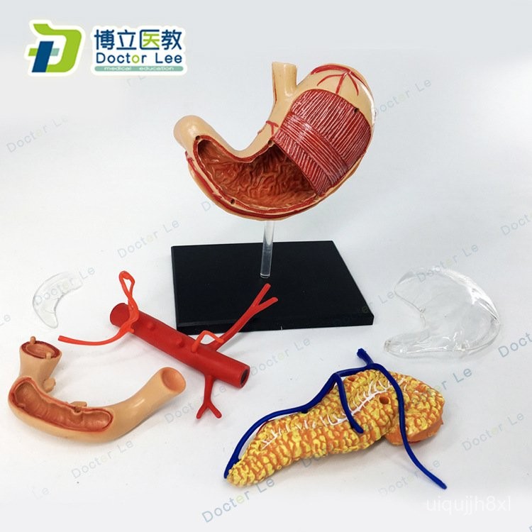 YID1 Stomach Model Structure Stomach Model Human Stomach Model Model ...