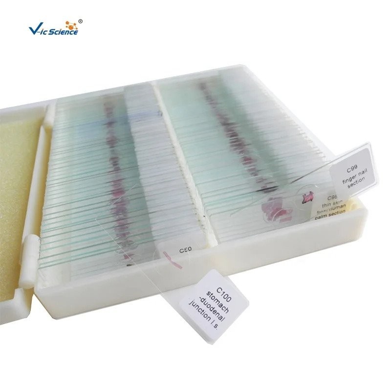100 kinds of human histology tissue slides quiz histology slide ...