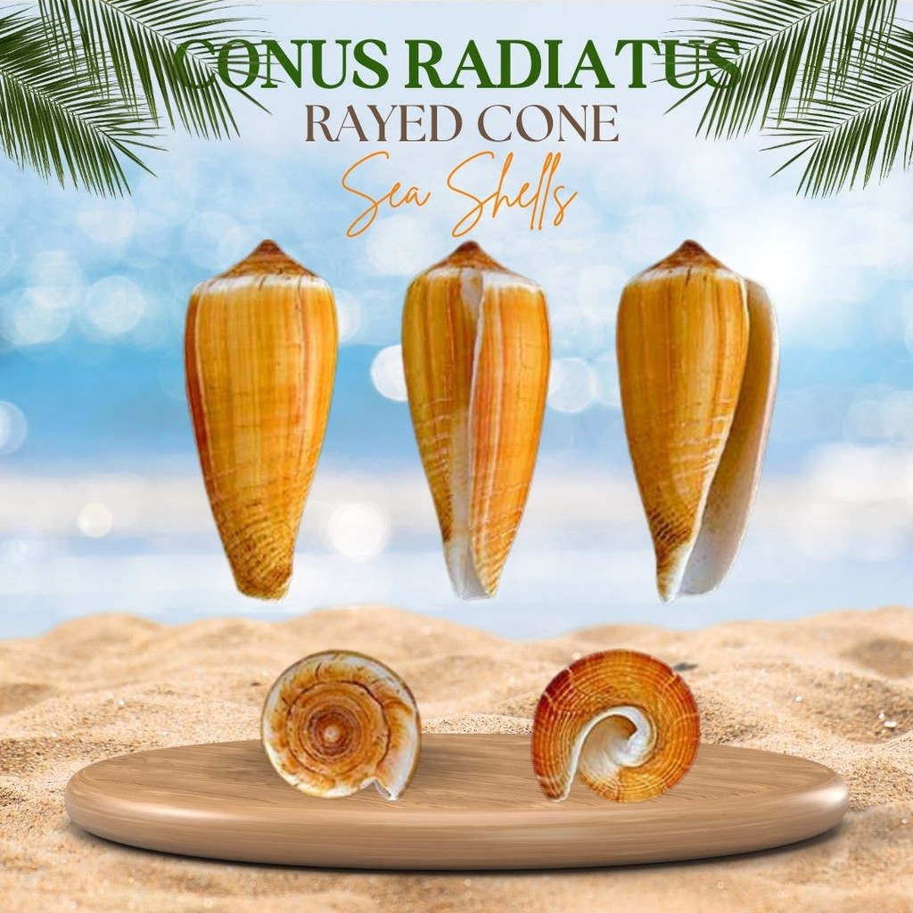 1 Kilo | Conus Radiatus | Rayed Cone Seashells | Shopee Philippines