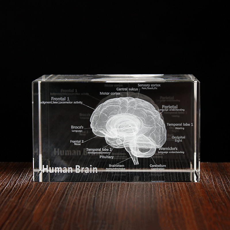 ⚖Crystal 3D Brain Anatomical Model Cube Human Art Organ Paperweight ...