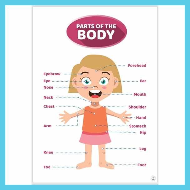 Laminated>re]Big)DQ$chart/M^Parts/vJ^of/sE^the/QX^Body/xJ^(Gir)/sL ...