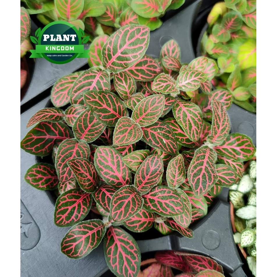 Fittonia Red Florest Flame ( Live plants ) with FREE White Plastic pot ...