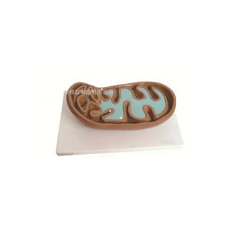 Structure and function of mitochondria models of animal and plant cells ...