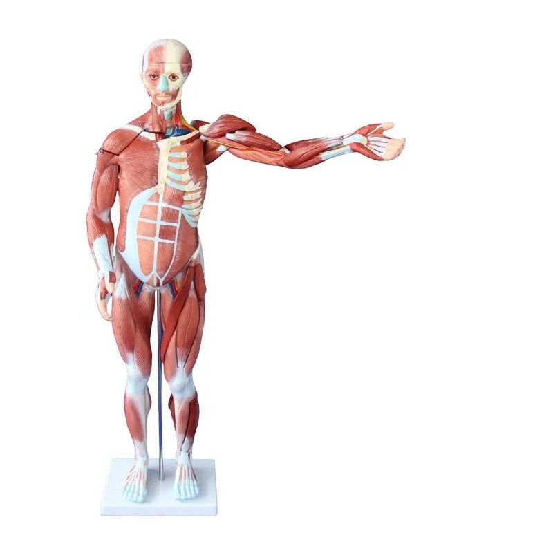 Human Muscle Anatomy Model Displaying Superficial Medical Model Muscles ...