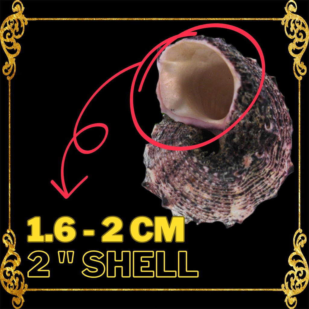 HERMIT CRAB SHELL : Angaria | Imperial Delphinula SEASHELLS | Shopee ...