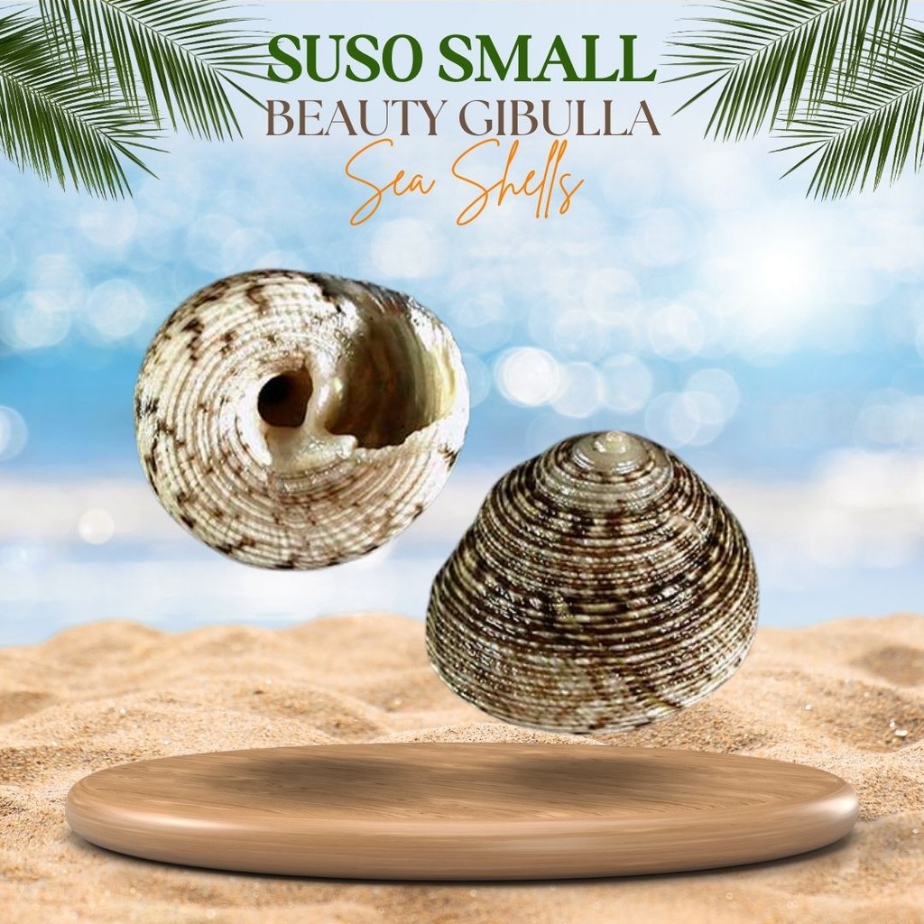 1 Kilo | Suso | Beauty Gibbula | Black Small Seashells | Shopee Philippines