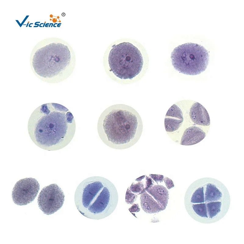 Medical Science Microscope Slides Set Plant Zea mays Mitosis and ...