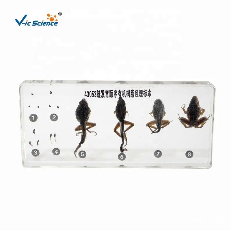 Frog developmental sequence embedding specimen Animal Anatomy ...
