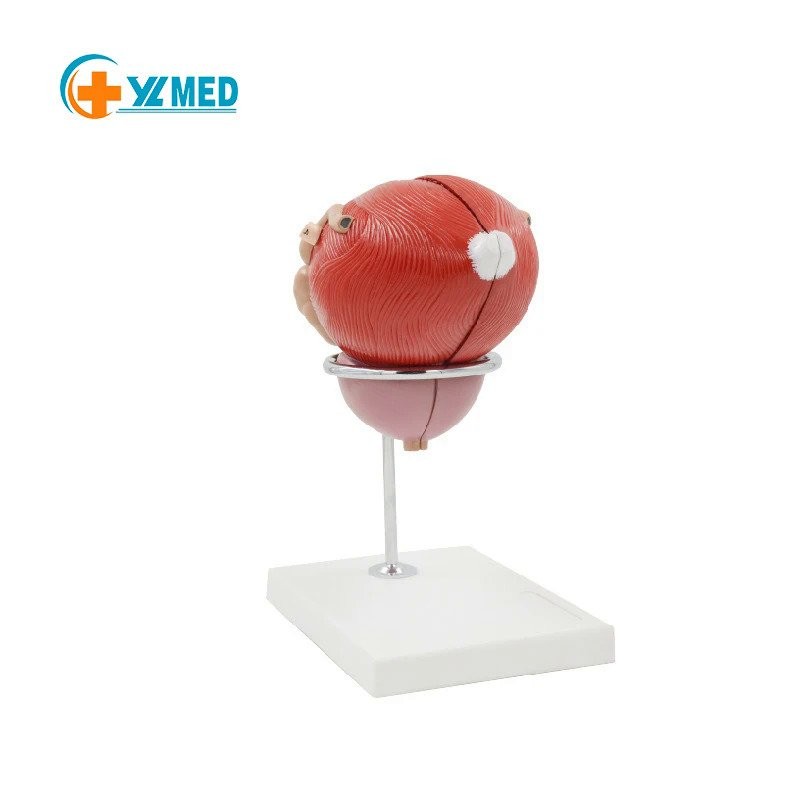 Magnification of human large bladder model 3 times 2 parts model ...