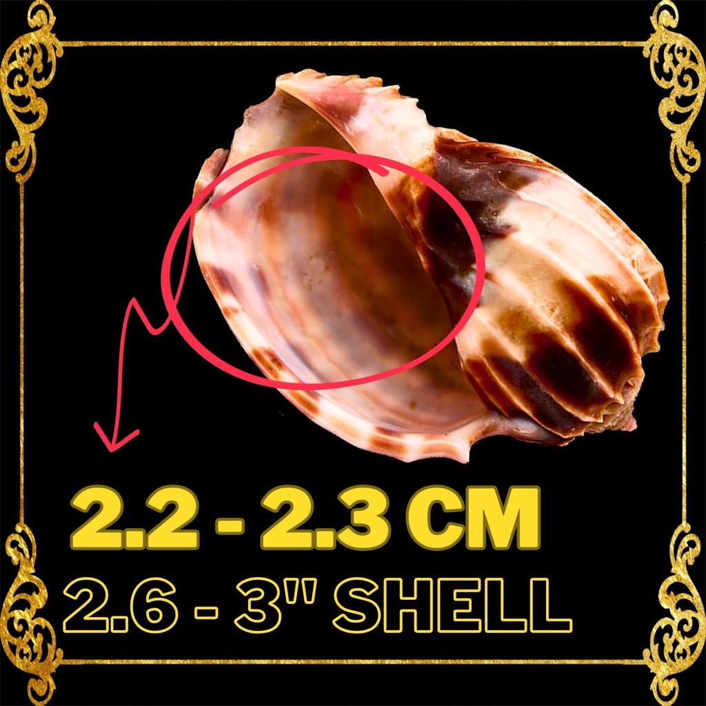 HERMIT CRAB SHELL : Harpa Major | Major Harp SEASHELLS | Shopee Philippines
