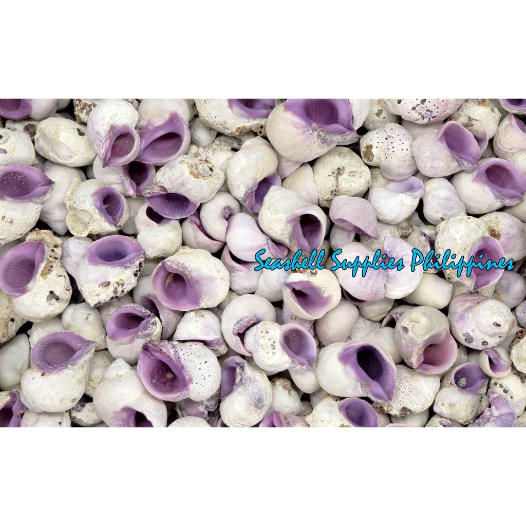 250 Grams Cebu Beauty Sea Shells for Resin Fillers, Arts & Crafts Use ...