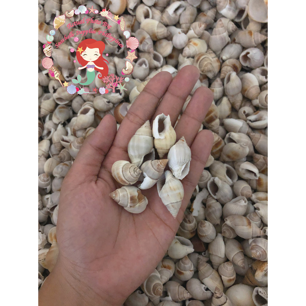 SUPER TINGI TRIAL PACK - 50 GRAMS | Suso | Channeled Nassa | White ...