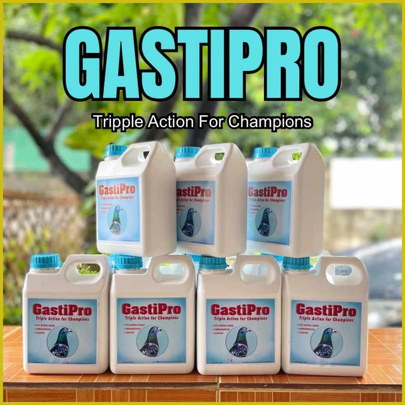 GastiPro?LZ!Triple+Kj/Action>v)1L}i)for}b)Pigeons}h)the}C)Original ...