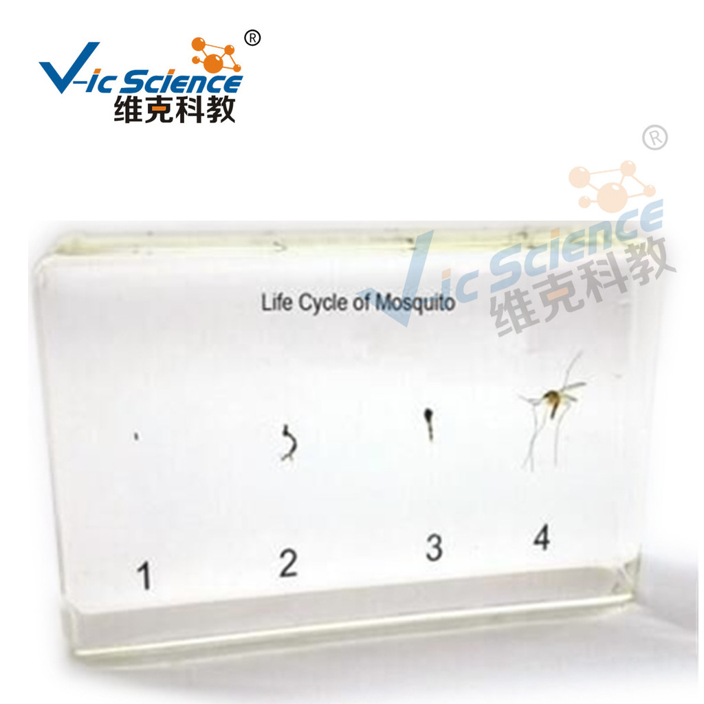 PLLJ Teaching Polymer Resin Specimen New Model Transparent Specimen ...