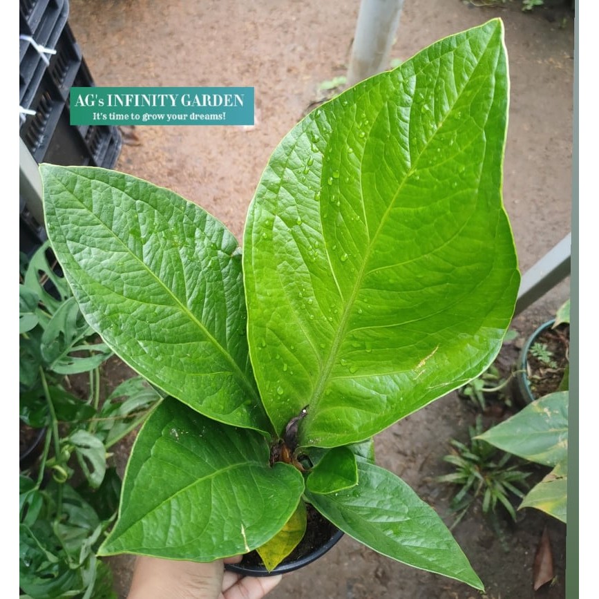 Anthurium Jenmanii Plant " CardBoard " Live Plant with FREE plastic pot ...