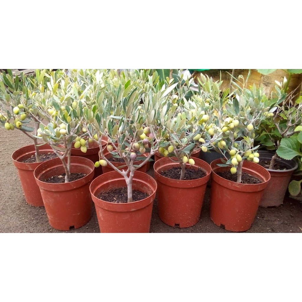 Olive Tree seedlings Grafted well established rooted Medium size ...