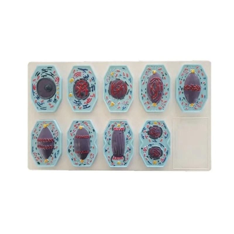 Educational Science 9 Parts Plastic Animal Cell Mitosis Model | Shopee ...