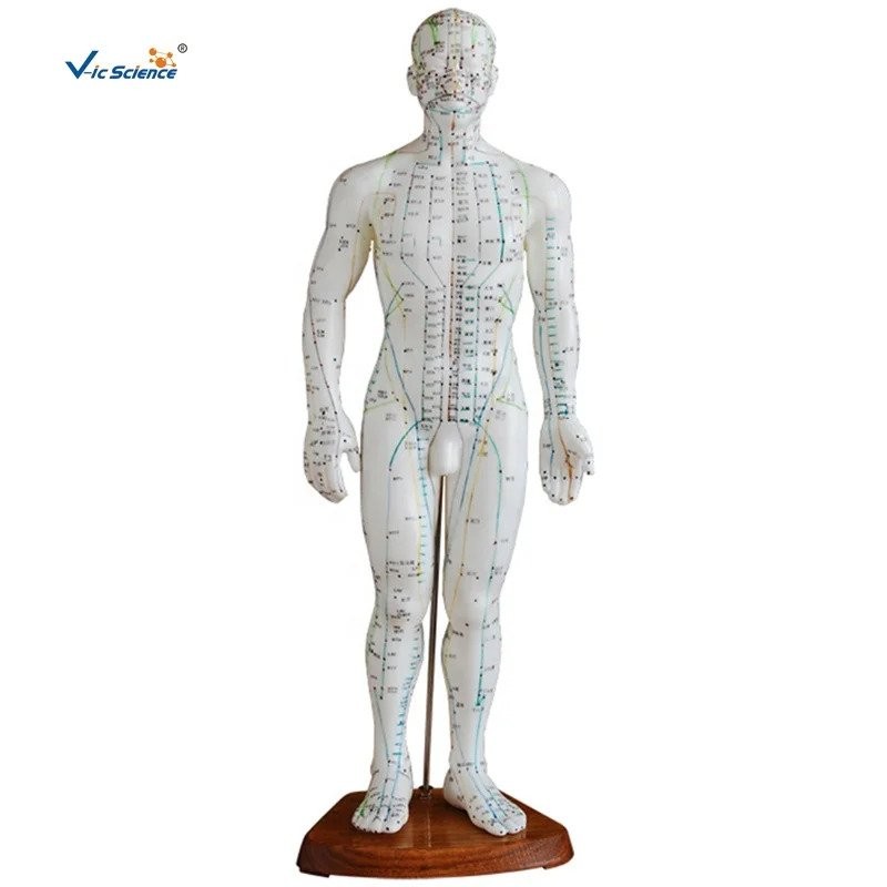 Medical Science Model 50cm Acupuncture Human Body Model for Teaching ...