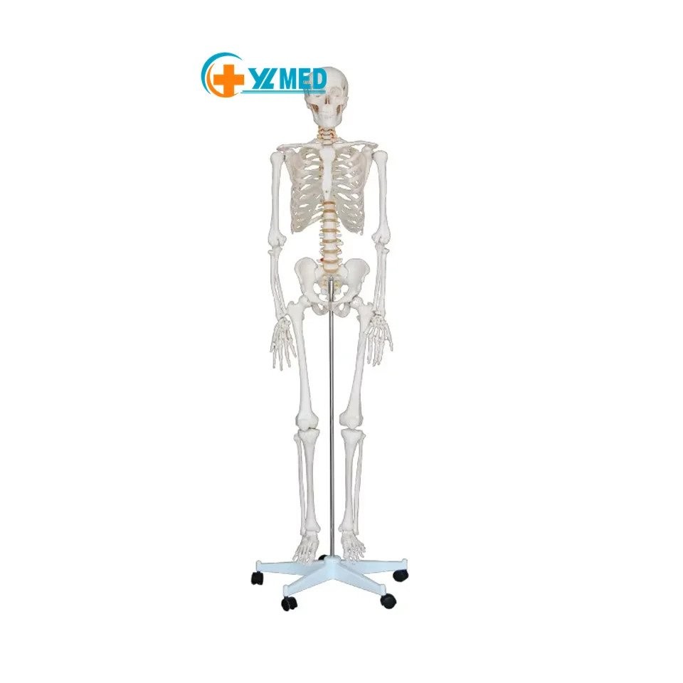 A white PVC life-size 180cm human skeleton model for medical teaching ...