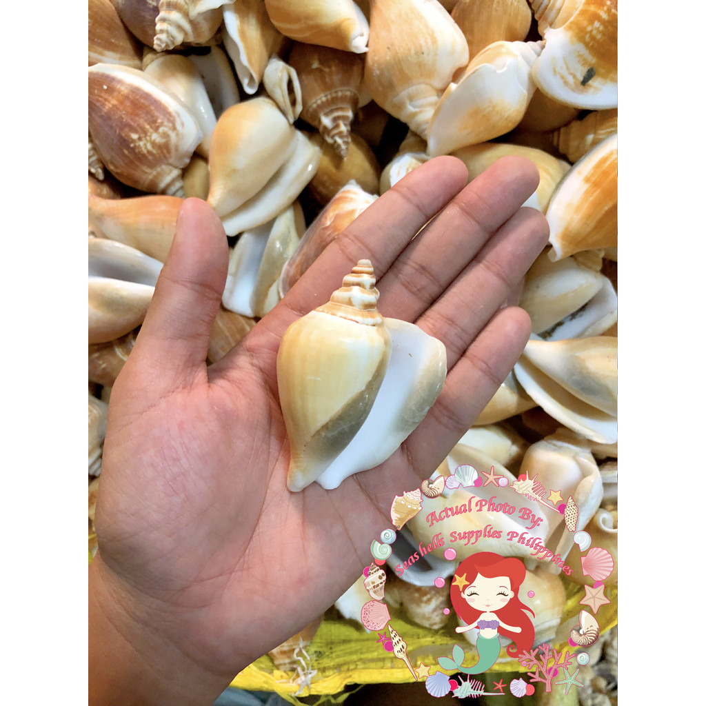 SUPER TINGI TRIAL PACK - 50 GRAMS | Canarium Urceus Seashells | Shopee ...