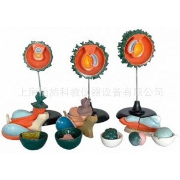 1KEV Model Models and Embryo Formation in Medicine,Fertilized Embryo ...