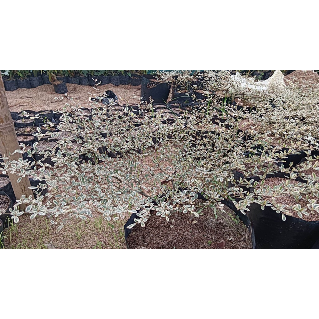 AFRICAN TALISAY VARIEGATED 2ft wide P750 ONLY!!! Super Lush Layering ...