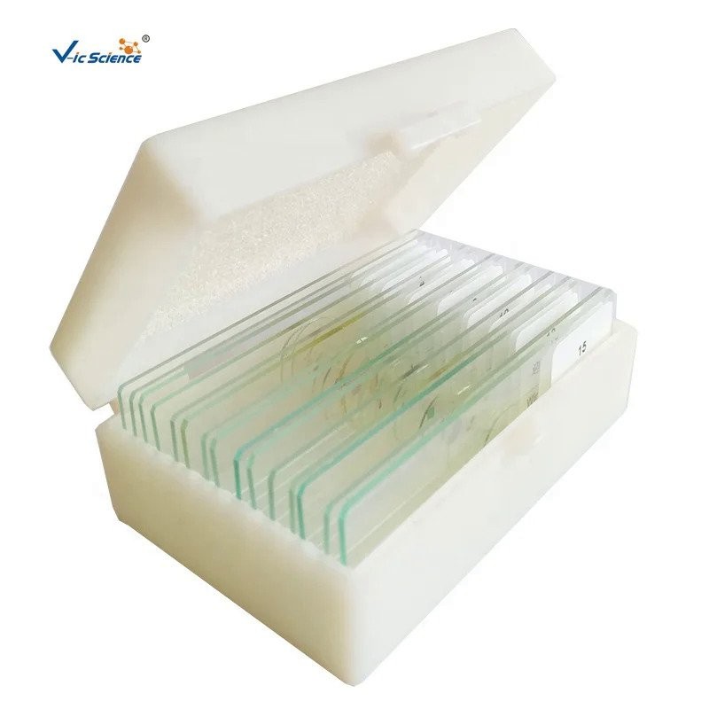microscope prepared slides 12 piece high quality onion anther meiosis ...