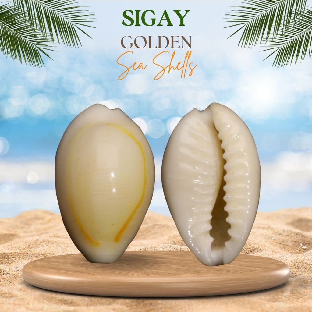 1 Kilo | Sigay | Gold Ringer Cowrie | Golden Seashells | Shopee Philippines