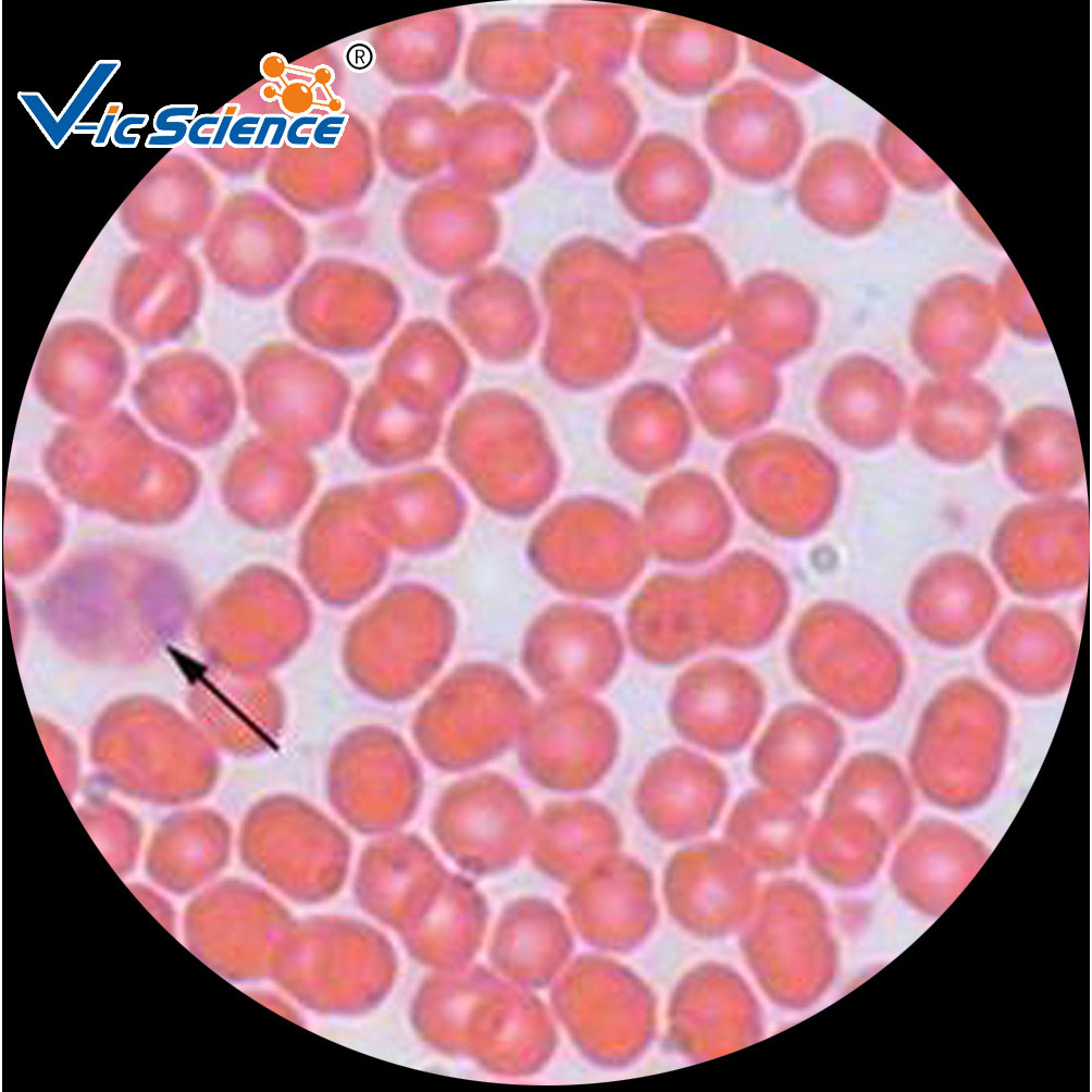 9GYO and Specimen Embryology Animal and Plant Human Blood Smear ...