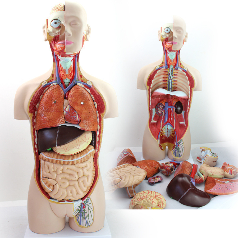 AILY Viscera ENOVO Anatomy Anatomy Organ System Organ Distribution ...