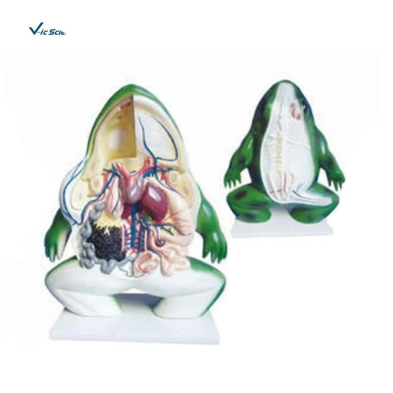 Biological Teaching Aid Enlarged Frog Anatomy Medical Model Medical ...