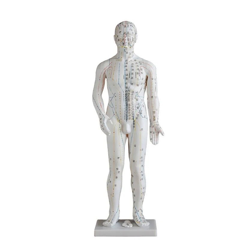 70CM Acupuncture model medical science human acupuncture teaching model ...