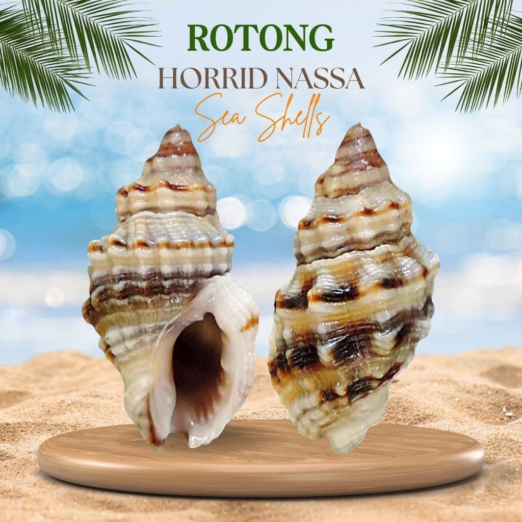 1 Kilo | Rotong | Horrid Nassa Seashells | Shopee Philippines