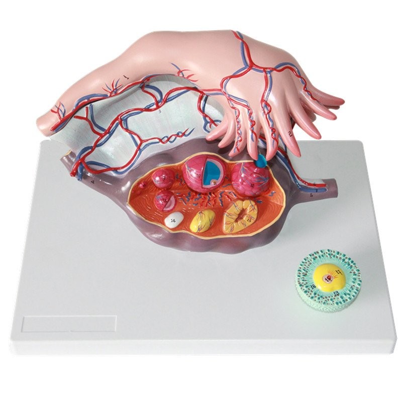 MWCE Obstetrics Ovarian Female Uterus Structure Model Structure ...