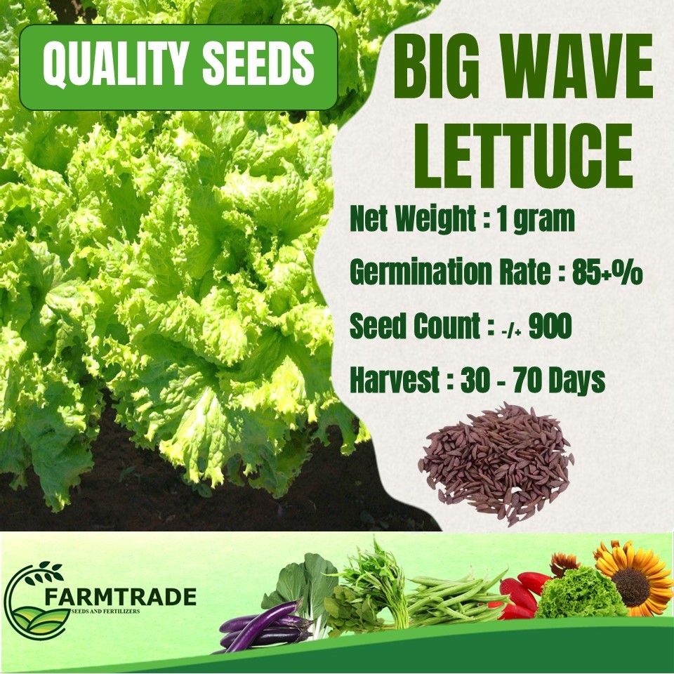BIG WAVE LETTUCE SEEDS (900 seeds) | Shopee Philippines