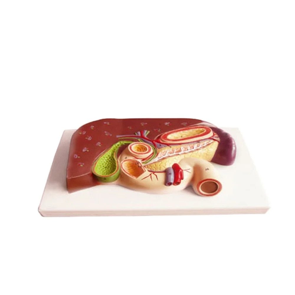 medical anatomical model Liver spleen pancreas and the duodenum stomach ...