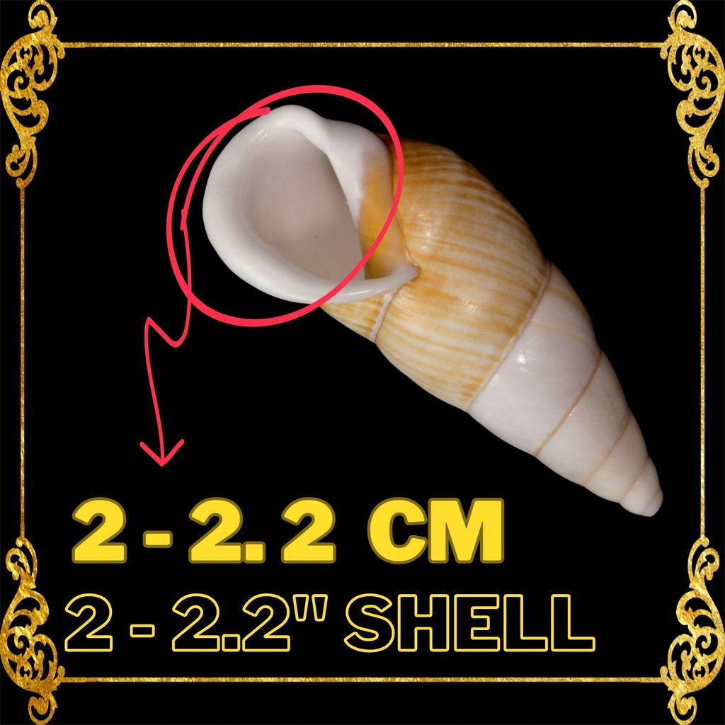 HERMIT CRAB SHELL : Snail | Landsnail | Long | Amastra Cylindrica ...