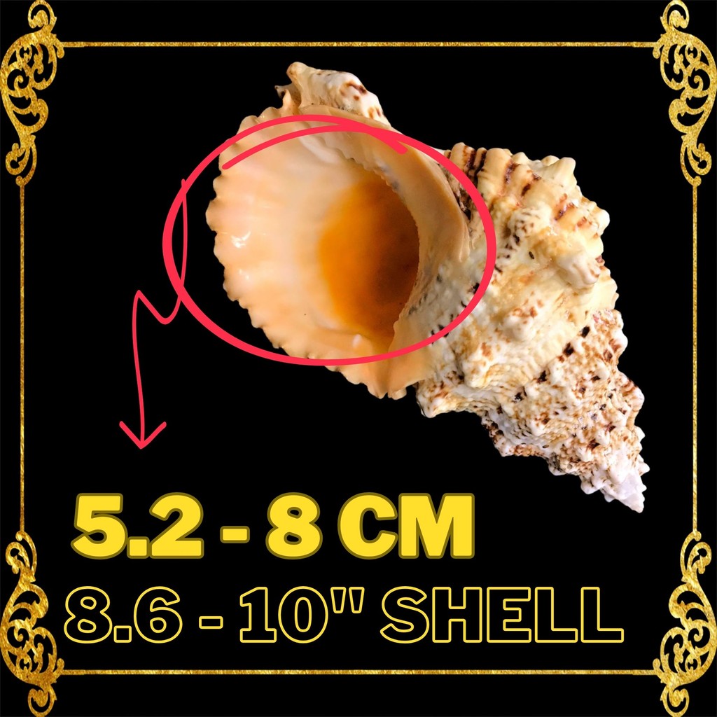 HERMIT CRAB SHELL : Bursa Bobo | Giant Frog Shell SEASHELLS | Shopee ...