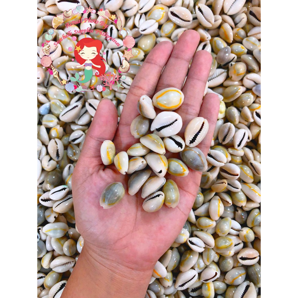 SUPER TINGI TRIAL PACK - 50 GRAMS | Sigay | Gray Ringer Cowrie ...