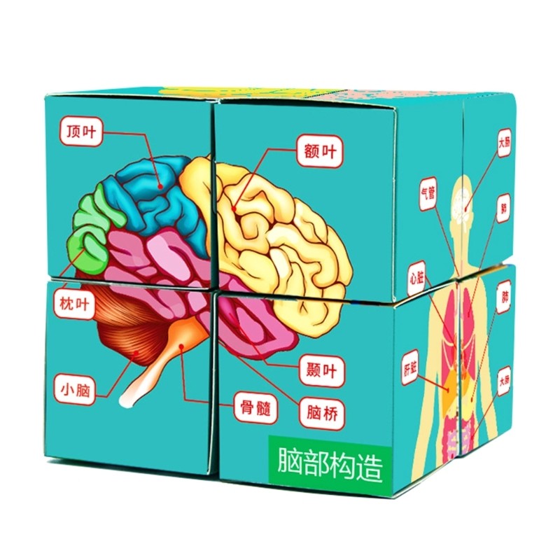 ☺Human Anatomical Cards Anatomy Study Cube Medicals Student Learning ...