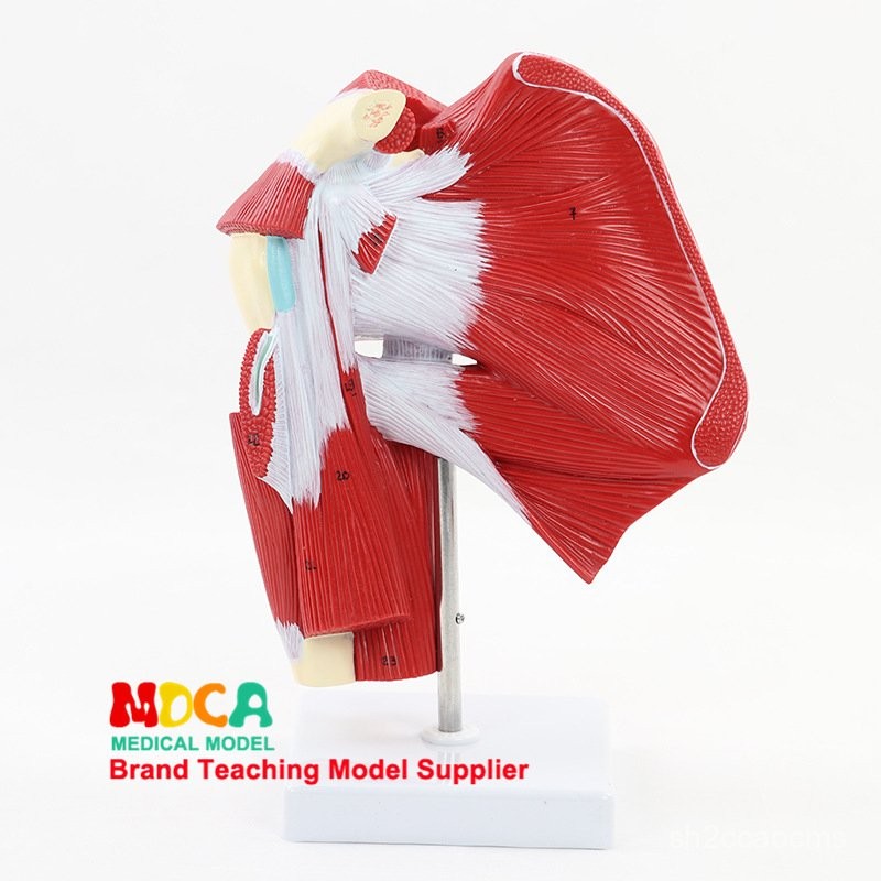 BTBK Upper limb MJRS003Model Model Deep Tendon Anatomy Joint Muscle ...