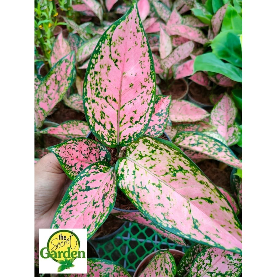 Aglaonema Pink Lady Valentine with FREE plastic pot, pebbles and garden ...