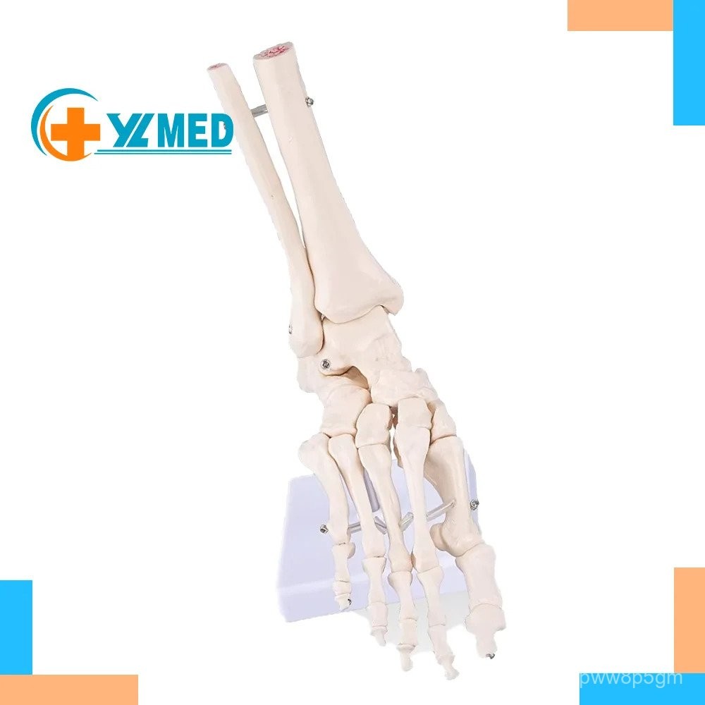 medical Human Foot Ankle Joint Model with Ligament Foot Skeleton Model ...