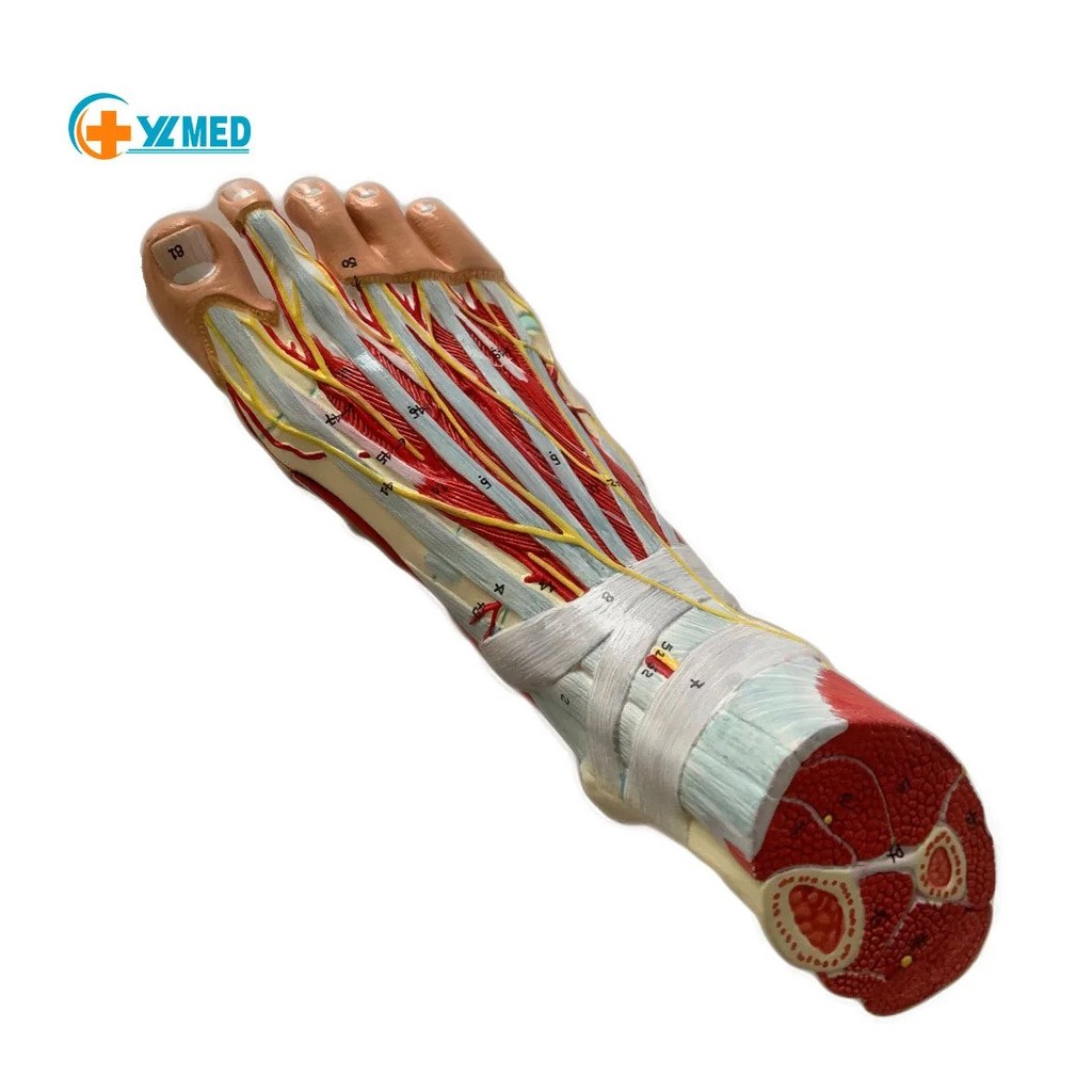 Detachable 9 Parts Foot Joint Muscle Anatomy Model with Ligament ...