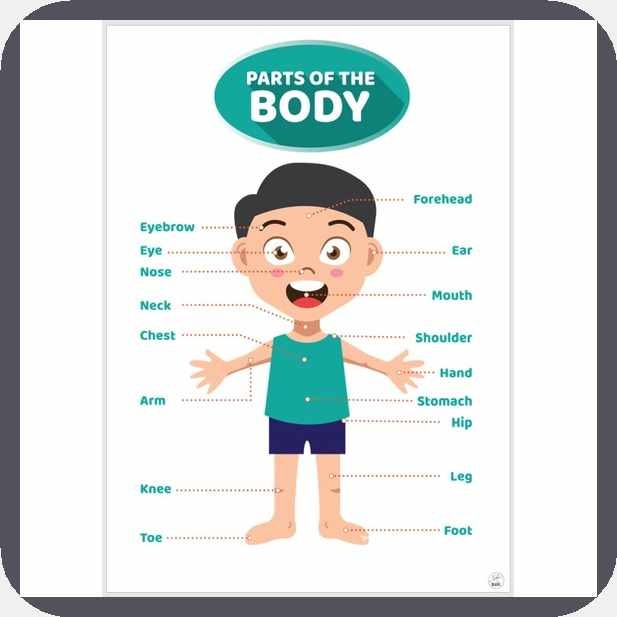 Laminated-h!Big:ej(chart.s#Parts]c#of]s#the]t#Body]Q#(Boy)]hO# ...